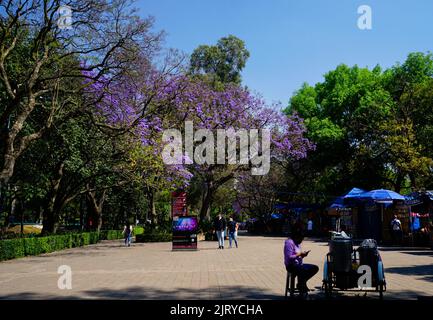 Jacaranda trees, Chapultepec Park, Mexico City, Mexico Stock Photo - Alamy
