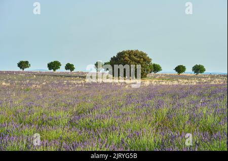 Trees growing next to True lavender (Lavandula angustifolia) fields ...