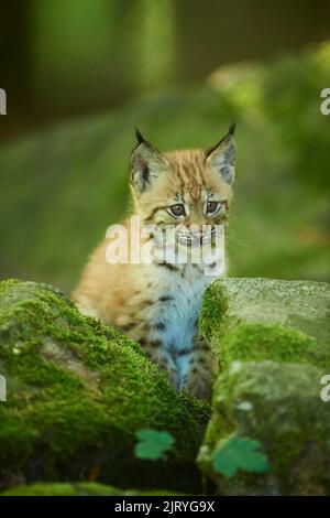 Eurasian lynx (Lynx lynx) youngsters water, Bavaria, Germany Stock ...