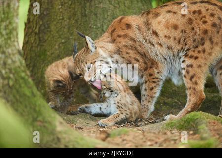 Eurasian lynx (Lynx lynx) mother with her youngsters water, Bavaria ...
