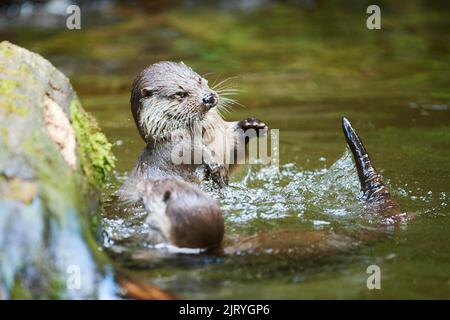 Eurasian otter (Lutra lutra), playing with each other in the water ...