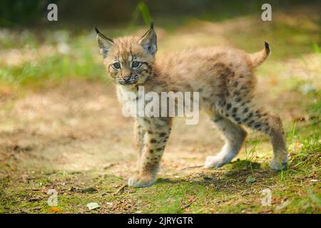 Eurasian lynx (Lynx lynx) youngsters water, Bavaria, Germany Stock ...