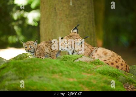 Eurasian lynx (Lynx lynx) mother with her youngster water, Bavaria ...