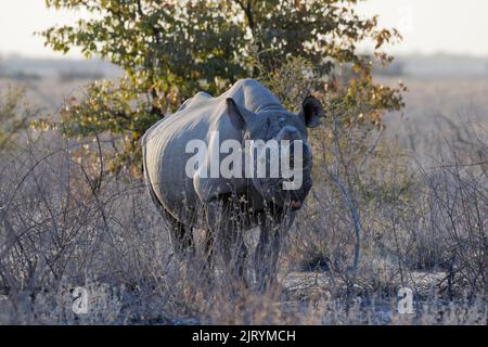 Black rhinoceros (Diceros bicornis) with sawed off horns, anti-poaching ...