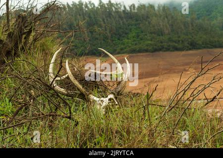 Deer antlers are made of bones that grow and shed every year. They are ...
