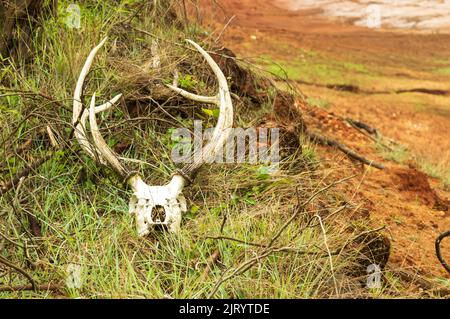 Deer antlers are made of bones that grow and shed every year. They are ...