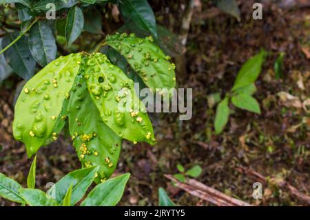 Infectious plant diseases are caused by living agents or pathogens ...