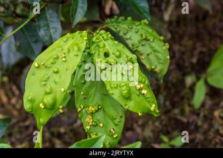 Infectious plant diseases are caused by living agents or pathogens ...