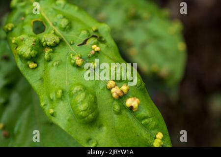 Infectious plant diseases are caused by living agents or pathogens ...