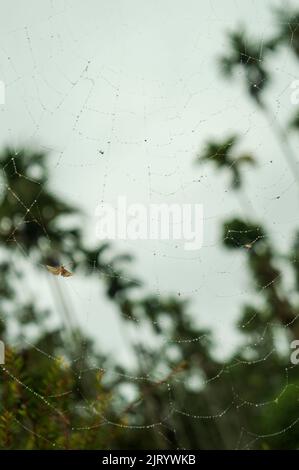 Spiders build webs specifically to trap and catch insects to eat. They ...