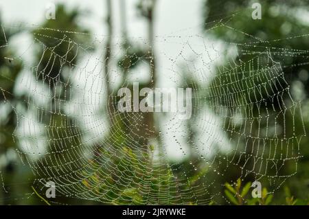 Spiders build webs specifically to trap and catch insects to eat. They ...