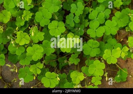 Yellow wood sorrel is a medium sized creeping herb weed also known as ...