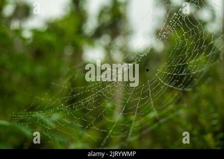 Spiders build webs specifically to trap and catch insects to eat. They ...
