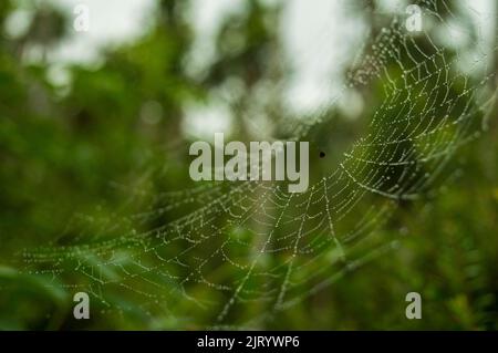 Spiders build webs specifically to trap and catch insects to eat. They ...