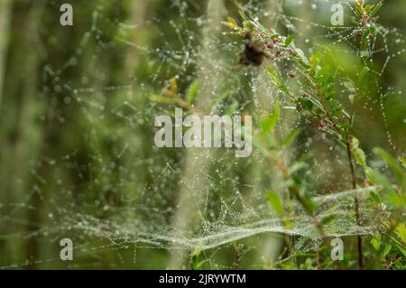 Spiders build webs specifically to trap and catch insects to eat. They ...