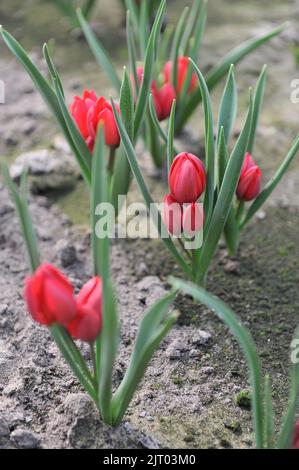 Red Miscellaneous tulips (Tulipa humilis) Heaven bloom in a garden in ...