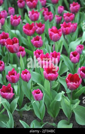 Triumph tulips (Tulipa) Red Stone bloom in a garden in March Stock ...