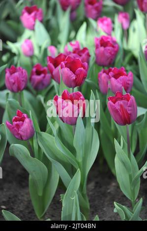 Triumph tulips (Tulipa) Purple Stone bloom in a garden in April Stock ...