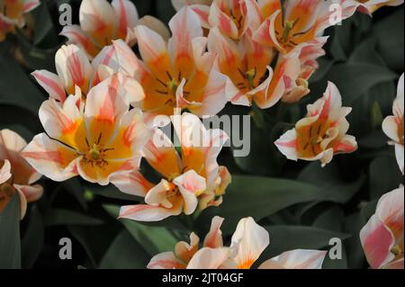 Red, yellow and white Greigii tulips (Tulipa) Quebec bloom in a garden ...
