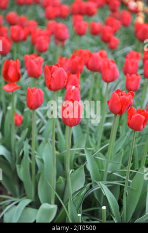 Triumph tulips (Tulipa) Red Baron bloom in a garden in April Stock ...