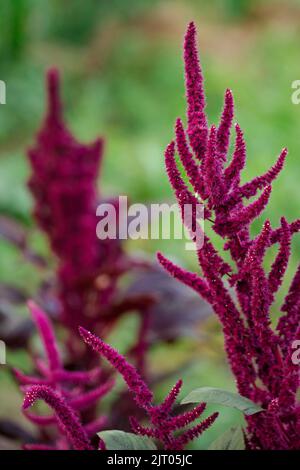 Blooming burgundy amaranth in the summer garden Stock Photo - Alamy