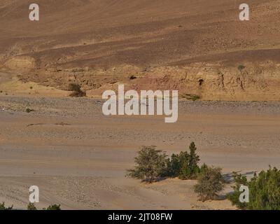 Brown Hyena at Jan Joubert koppie in the Hoarusib ephemeral river in ...