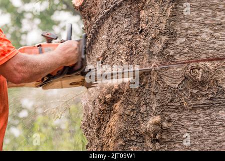 The trunk of a large Hoop Pine tree is chained and cut with a chainsaw ...