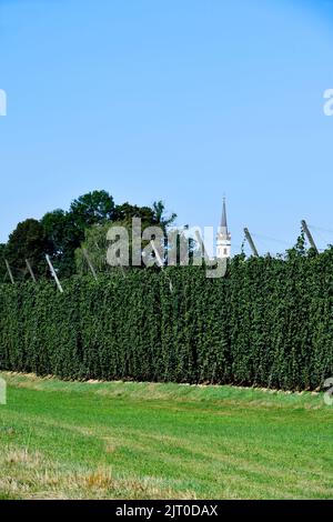 Church, steeple, Hop, Hops ready for harvest, overview of hop garden ...