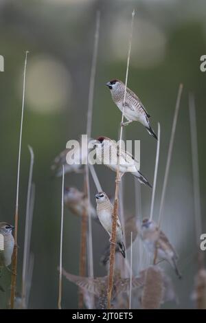 Three Plum-headed finches are the key subjects in a small flock of ...