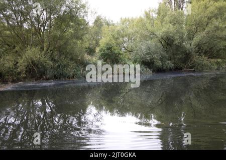 Sewage outflow from storm drain colouring the River Avon Warkwickshire ...