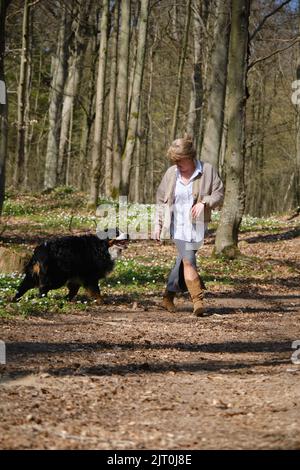 big angry bernese mountain dog attack and bites the woman Stock Photo ...