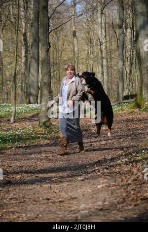 big angry bernese mountain dog attack and bites the woman Stock Photo ...