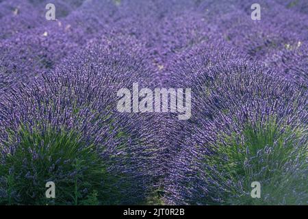 Fields of lavender in Kent, awaiting harvest Stock Photo - Alamy