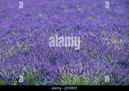Fields of lavender in Kent, awaiting harvest Stock Photo - Alamy