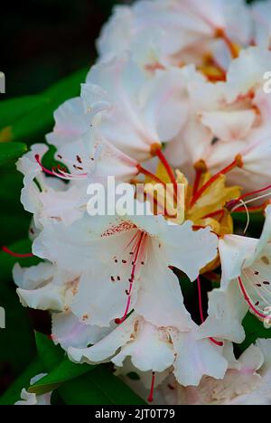White azalea flowers growing on a shrub Stock Photo - Alamy