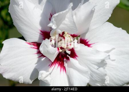 Hibiscus syriacus flower. Close-up. Art lens. Swirl bokeh. Focus on the ...