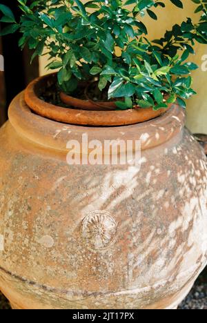 Green bush grows in a clay vase on a stone fence in the garden Stock ...