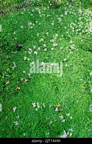 Closeup of Wild Thyme, Thymus praecox ssp. Perennial wildflower herb ...