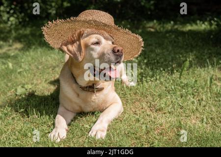 beautiful fawn Labrador in a straw hat lies on the grass Stock Photo ...