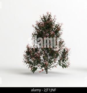 3d illustration of photinia x fraseri red Robin tree isolated on white ...