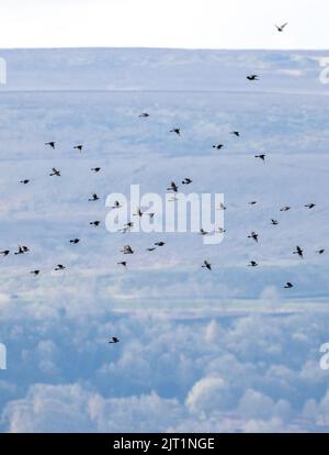 Large flock of fieldfares arriving from migration in North Yorkshire ...