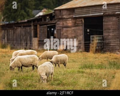 Group of people farming at small local urban farm agriculture. Friends ...