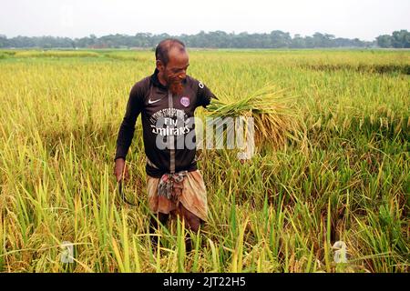 Sylhet, Sylhet, Bangladesh. 27th Aug, 2022. Farmers are harvesting ...