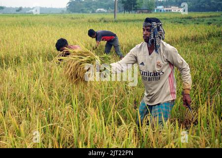 Sylhet, Sylhet, Bangladesh. 27th Aug, 2022. Farmers are harvesting ...