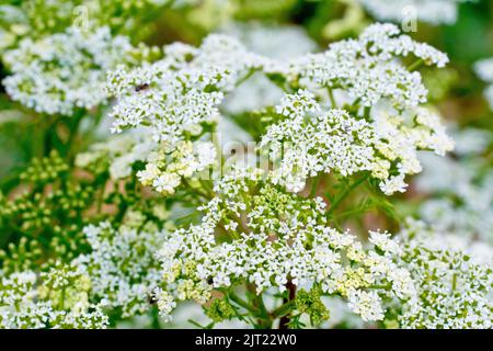 Hemlock (conium maculatum), close up showing the many small white ...