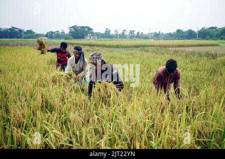 Sylhet, Sylhet, Bangladesh. 27th Aug, 2022. Farmers are harvesting ...