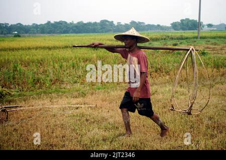 Sylhet, Sylhet, Bangladesh. 27th Aug, 2022. Farmers are harvesting ...