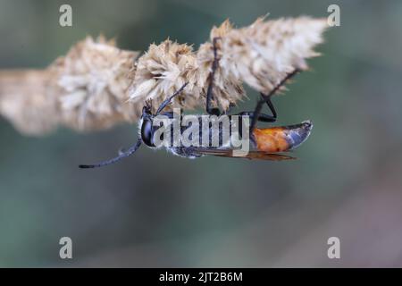 podalonia hirsuta parasitoid wasp sitting on a perch Stock Photo - Alamy