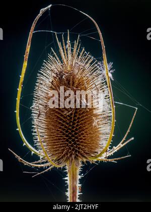 Dried Dipsacus Thistle natural Stock Photo - Alamy