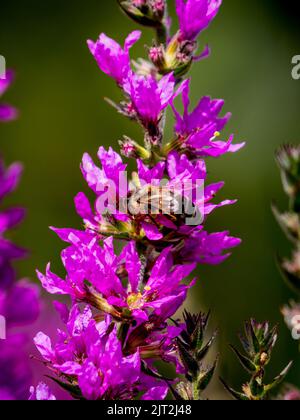 A close up of a purple loosestrife bee (Melitta nigricans) on the ...